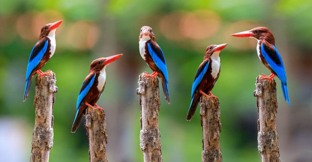 Team demo - WORLDWIDE ZOO CONSULTANTS